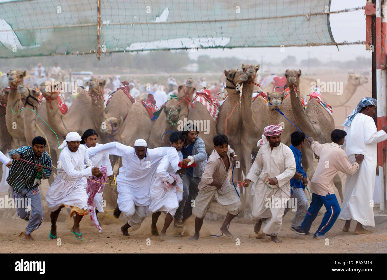 Arabic men running away at the start of a camel race, Rash al Khaimah ...