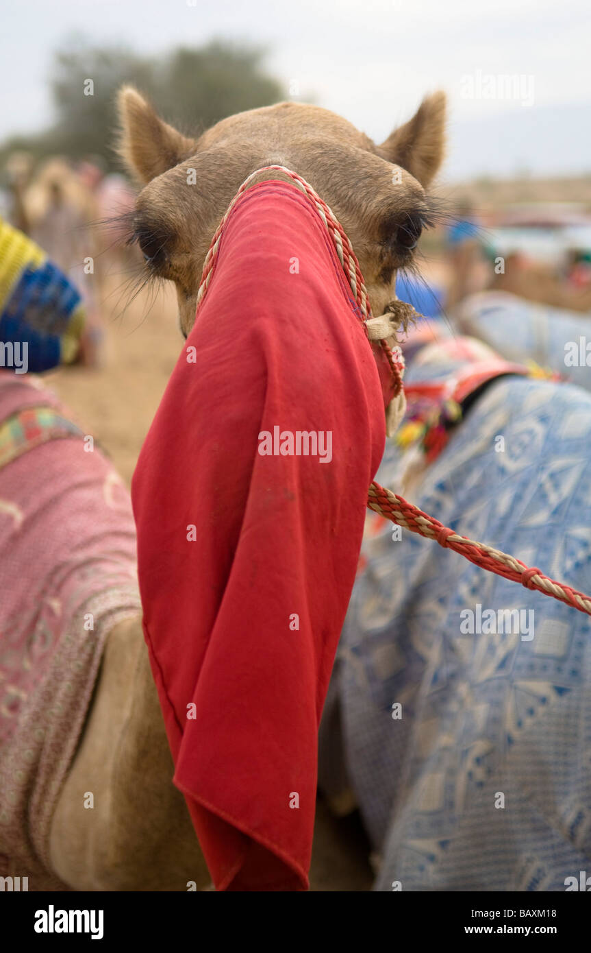 Close up of a camel with a veil and long eyelashes, Camel Race, Rash al ...