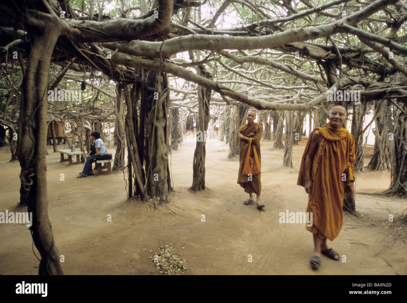 Monks under the holy Banyam tree near Phi Mai, East Thailand, Thailand ...