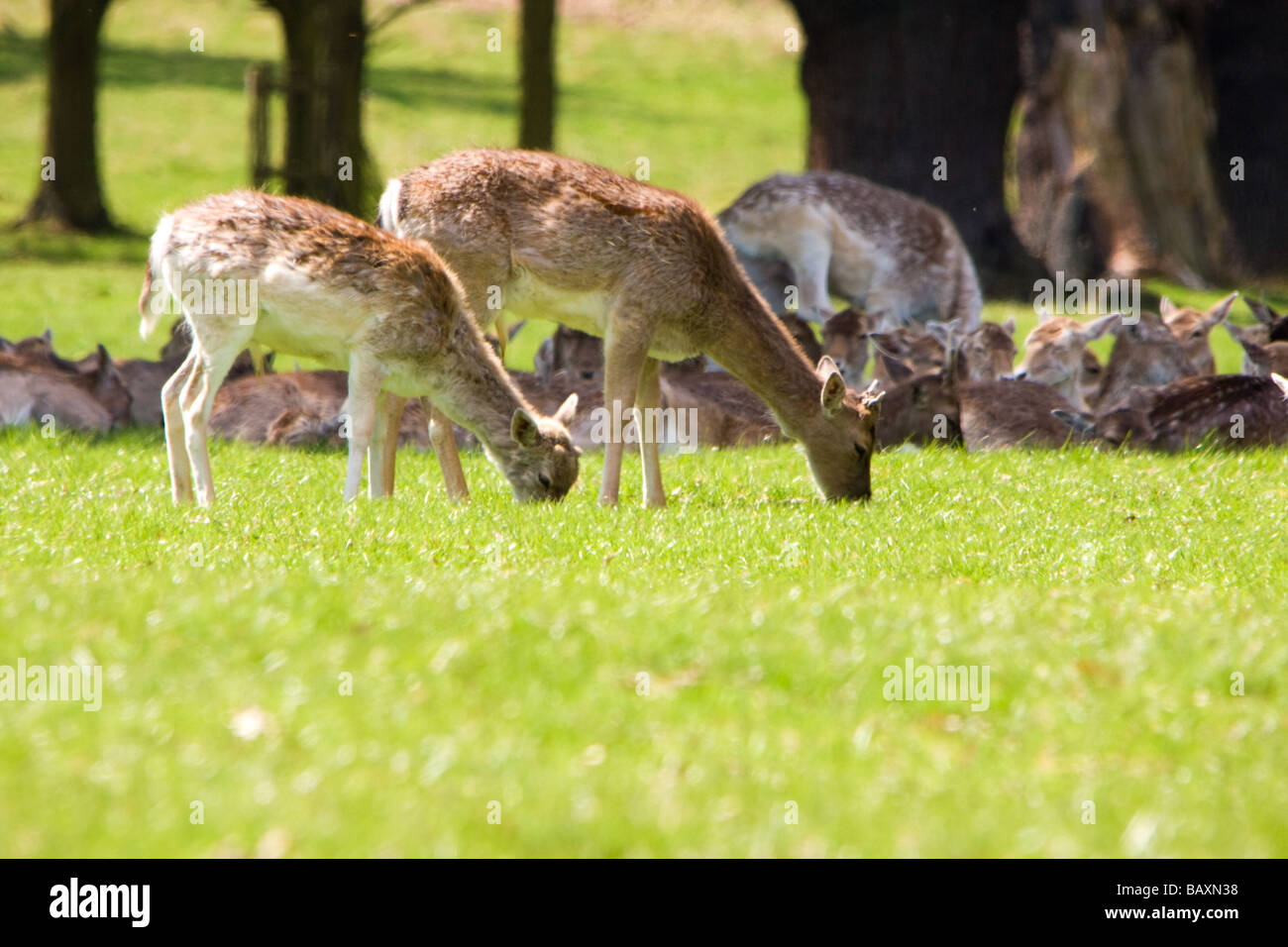 Deer eating grass Stock Photo - Alamy