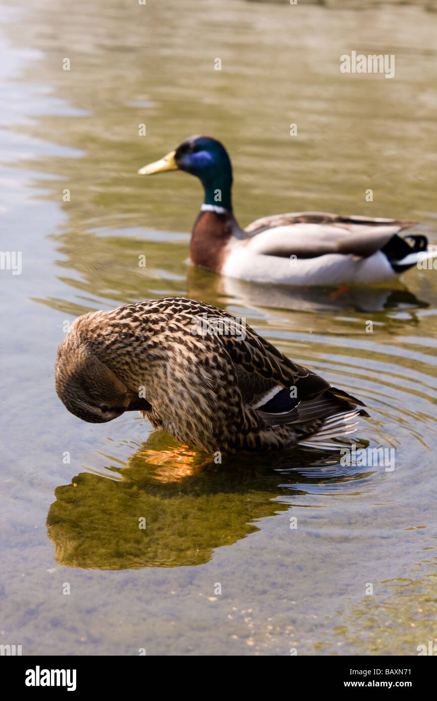Ducks in water Stock Photo - Alamy