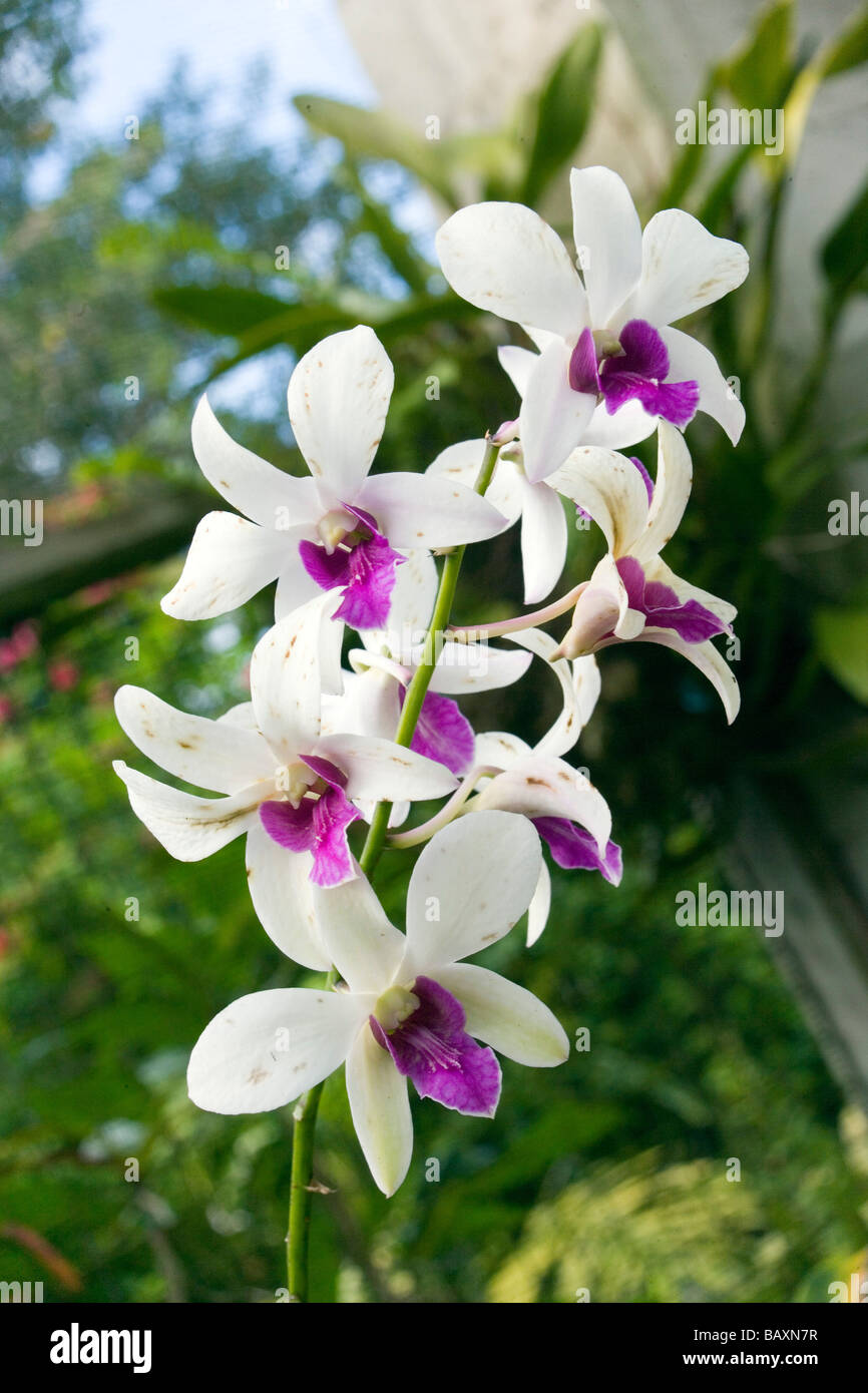 Orchids of the world hi-res stock photography and images - Alamy