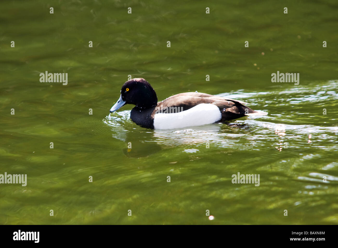 Duck on water swimming Stock Photo - Alamy