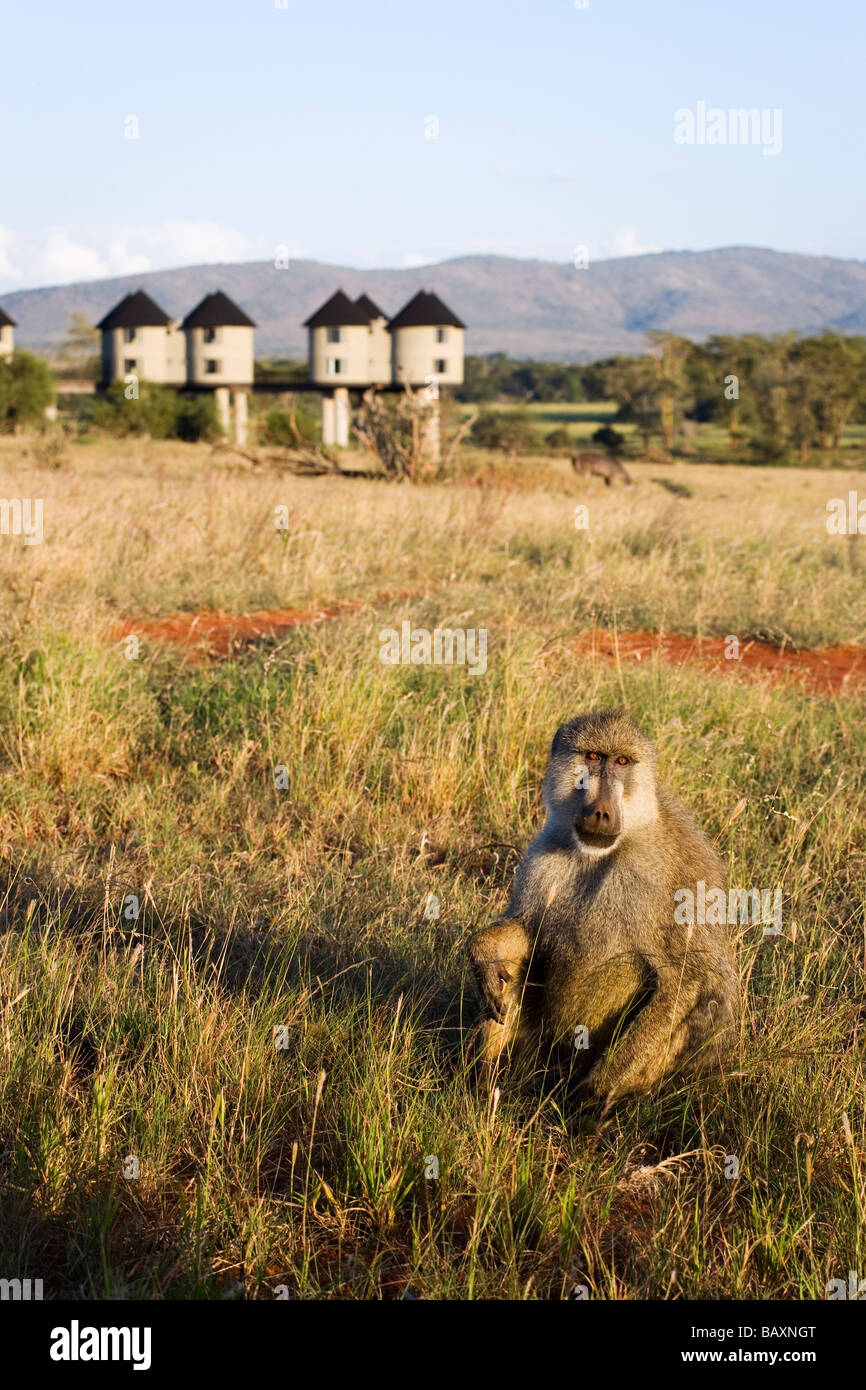 Baboon in grass, Sarova Salt Lick Lodge in background, Taita Hills Game ...