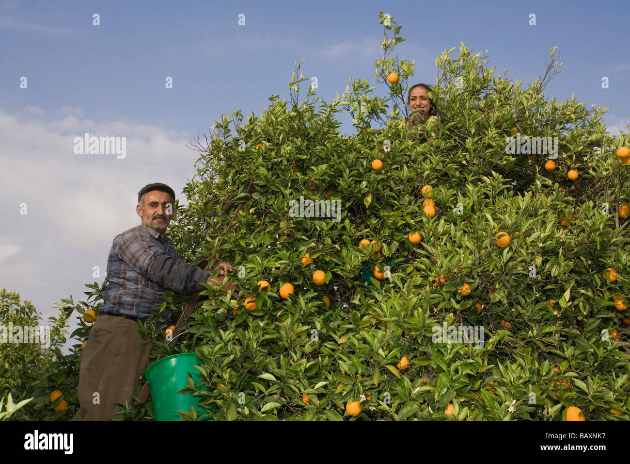 Man picking oranges, Orange harvest, orange grove, agriculture ...