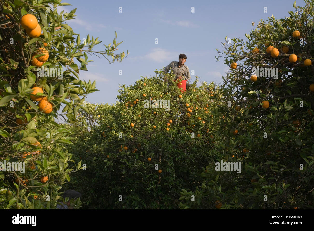 Man picking oranges orange harvest hi-res stock photography and images ...
