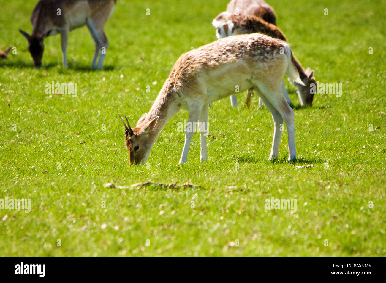Deer eating grass Stock Photo - Alamy