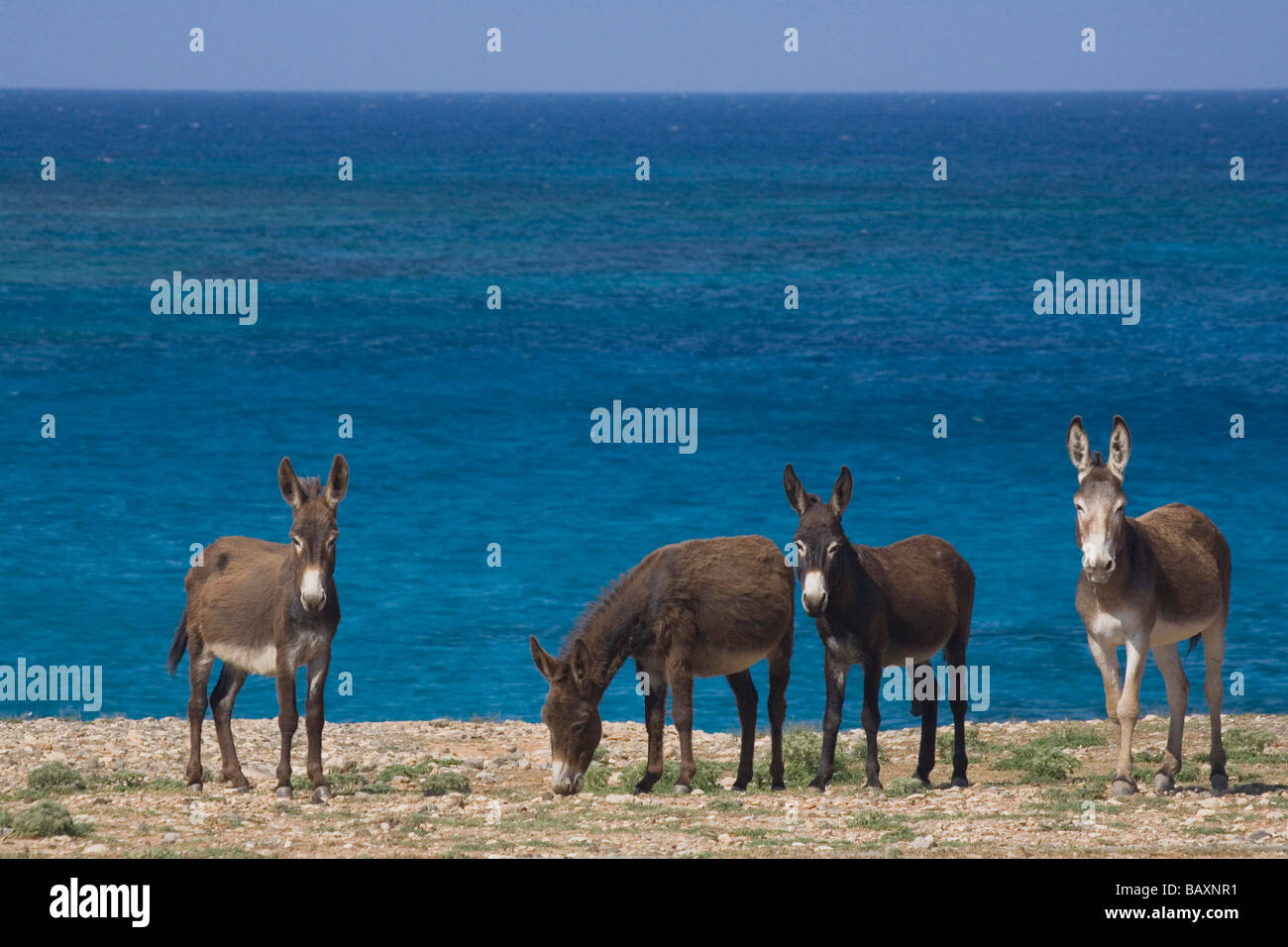 Wild donkeys on the Karpass Peninsula, Karpasia, North Cyprus, Cyprus ...