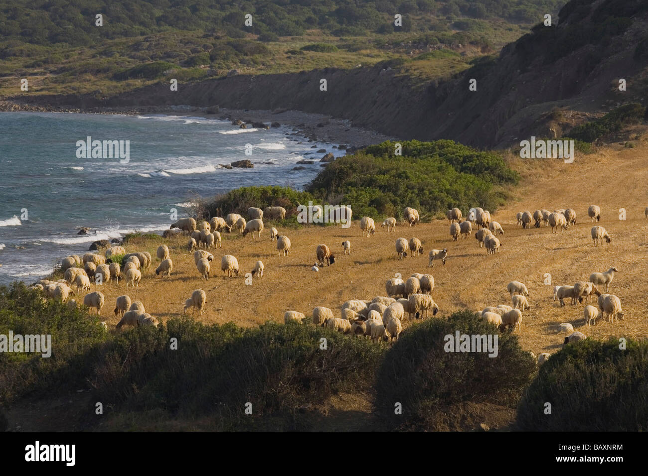 A flock of sheep at the coast, Agriculture, near Dipkarpaz, Rizokarpaso ...
