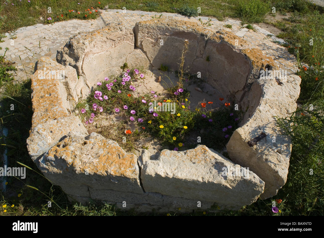 Agios Filon, church ruins with palm tree, Dikarpaz, Rizokarpaso ...