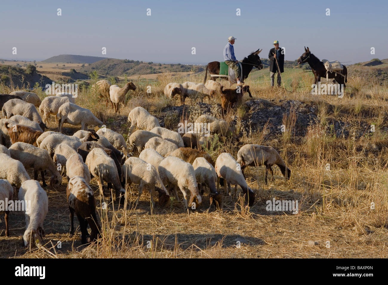 Shepherd with flock of sheep and donkey, near Bogaz, near Bogazi, North ...