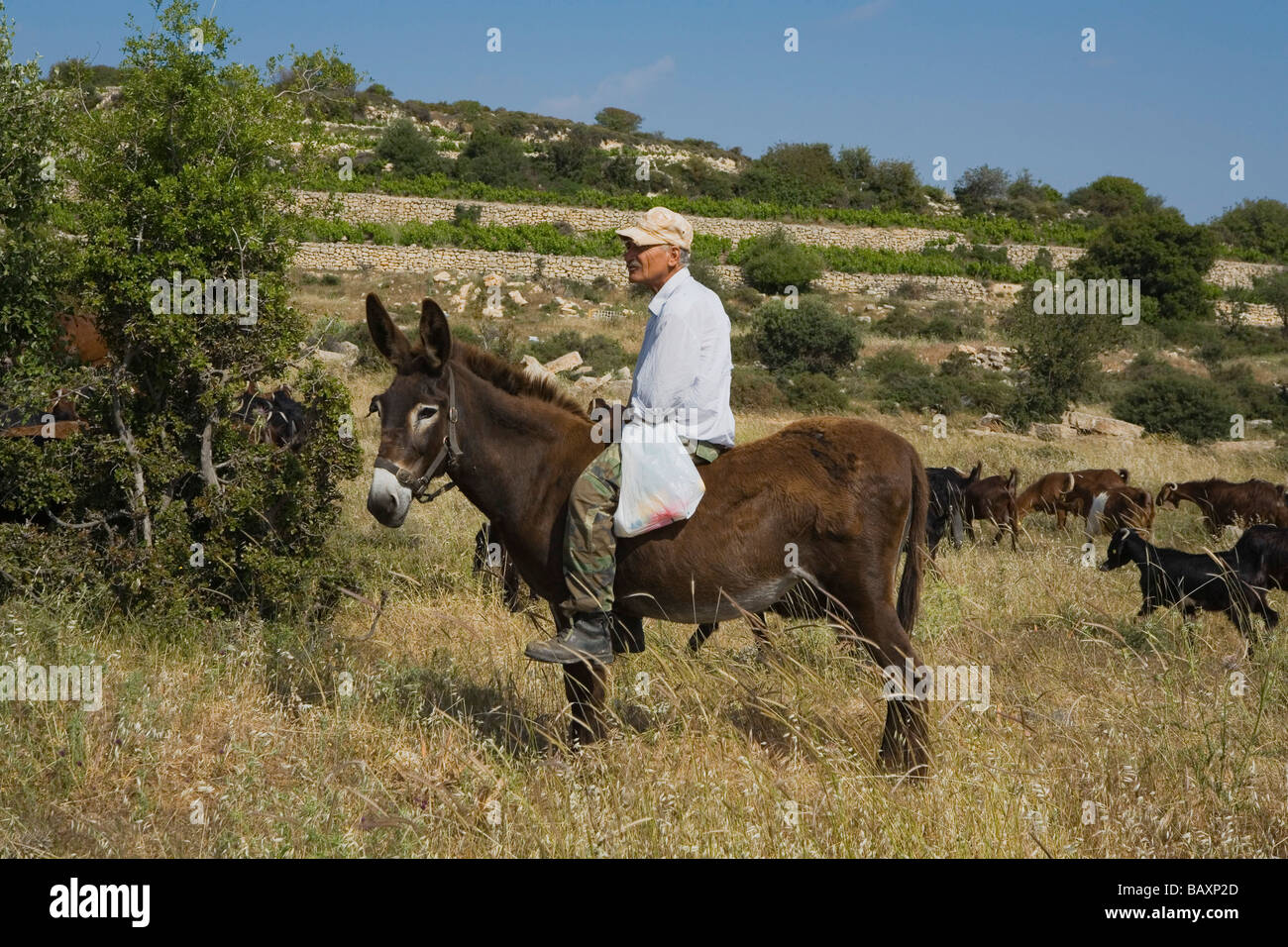 Farmer in cyprus with his donkey hi-res stock photography and images ...