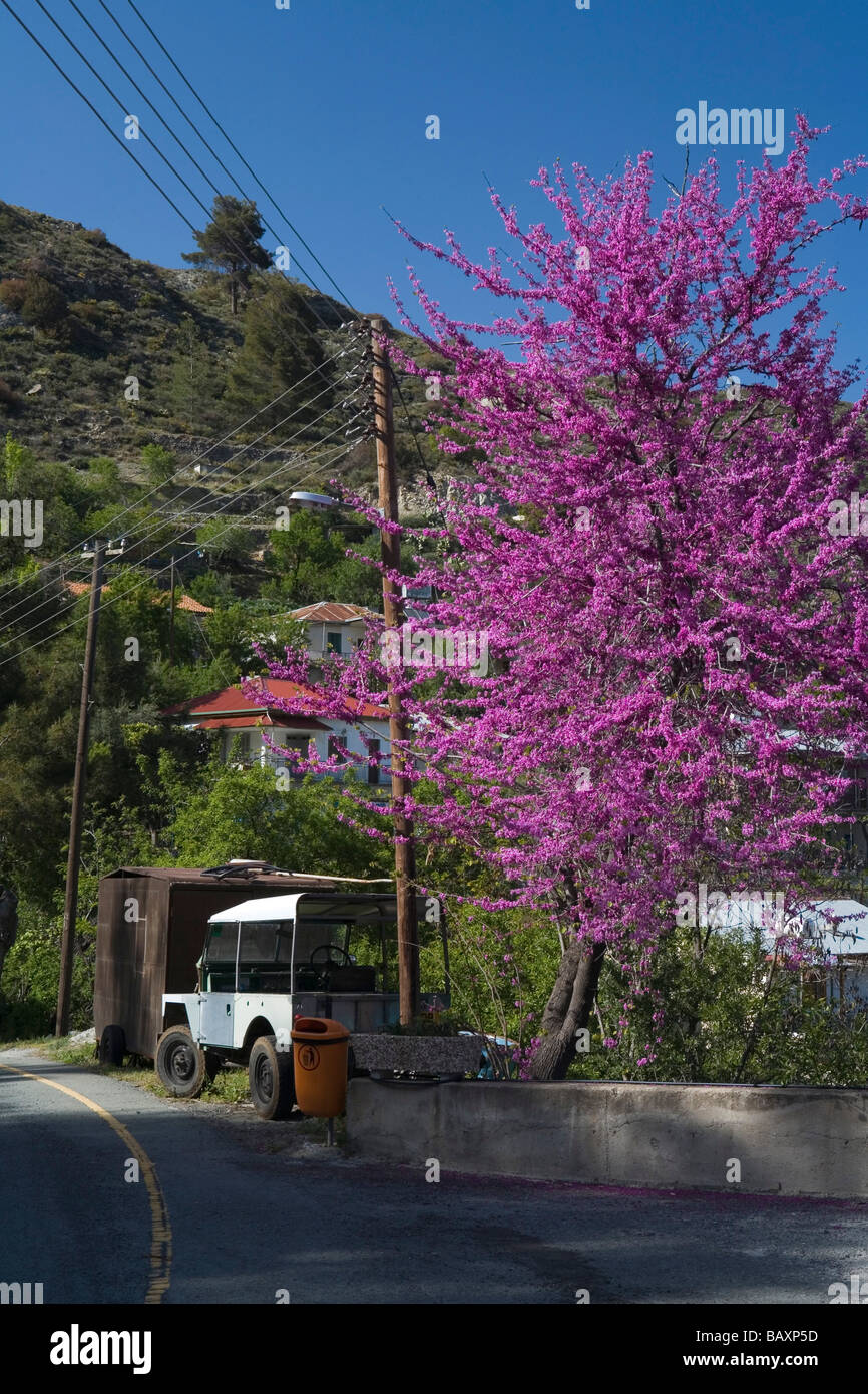 Pink cherry blossoms in Moutoullas village, Marathasa valley, Troodos ...