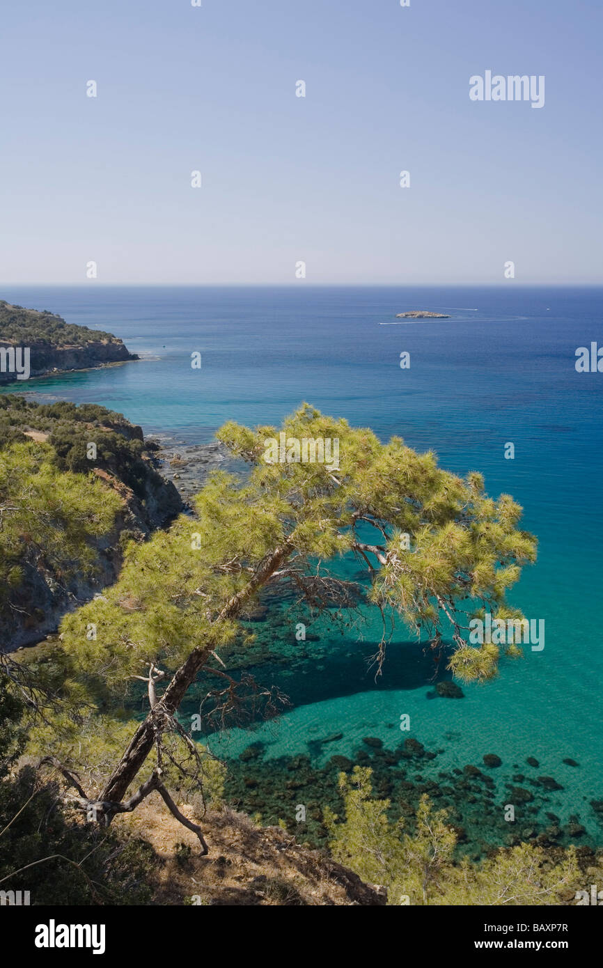Coastal landscape with pine tree, Akamas Nature Park, turquoise blue ...