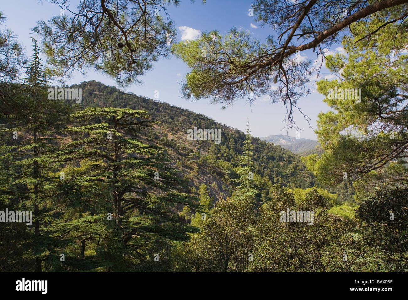 Cedar trees in a mountain landscape, Cedar valley, Tripylos mountain ...
