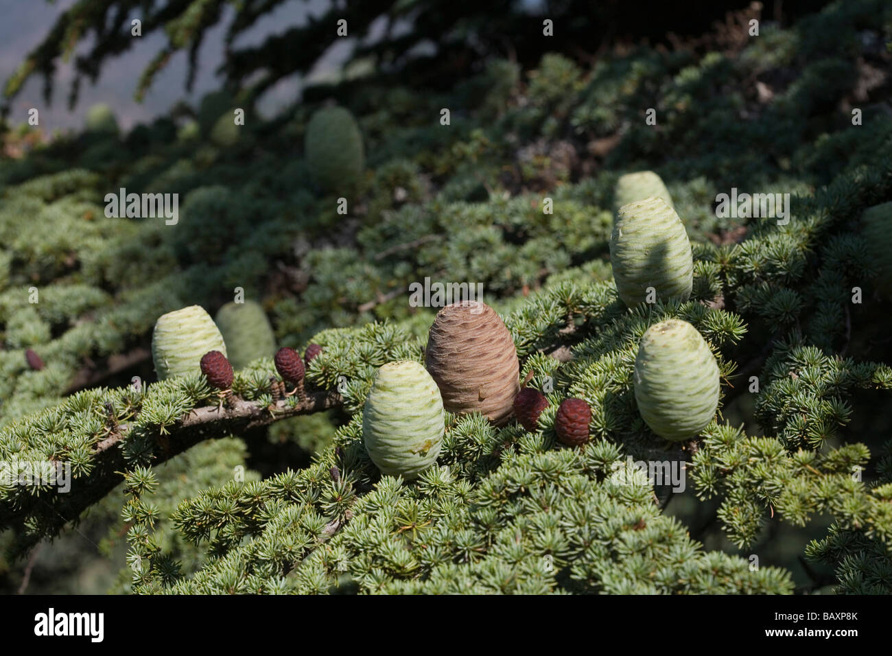 Close up of cones on a cedar tree, Cedar valley, Tripylos mountain ...