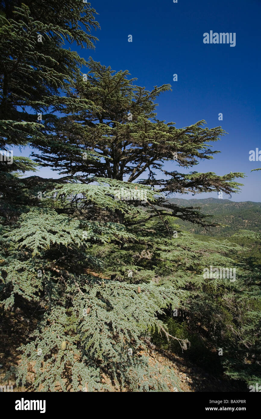 Cedar trees in a mountain landscape, Cedar valley, Tripylos mountain ...