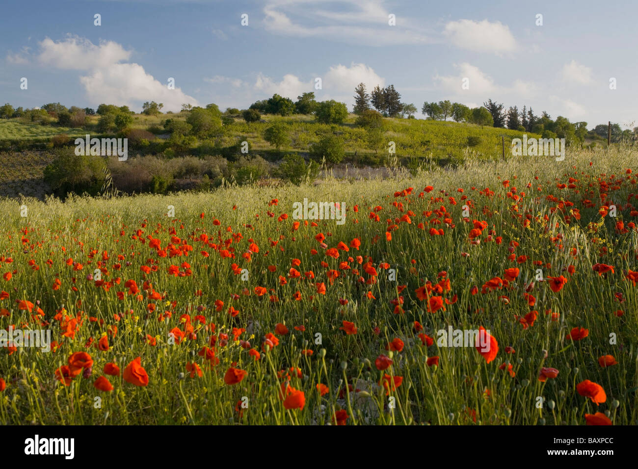 Paphos region hi-res stock photography and images - Alamy