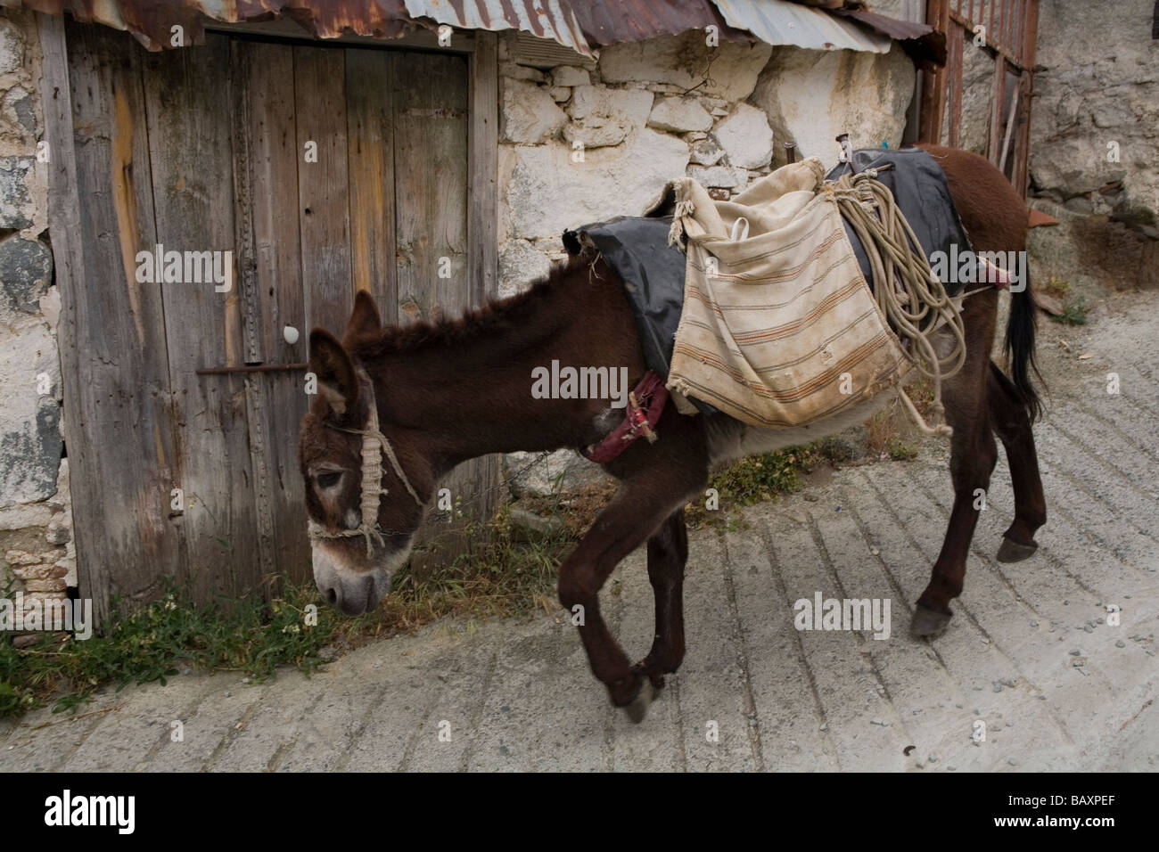 Donkey carrying a load, Pack animal, Agros, Pitsilia region, Troodos ...