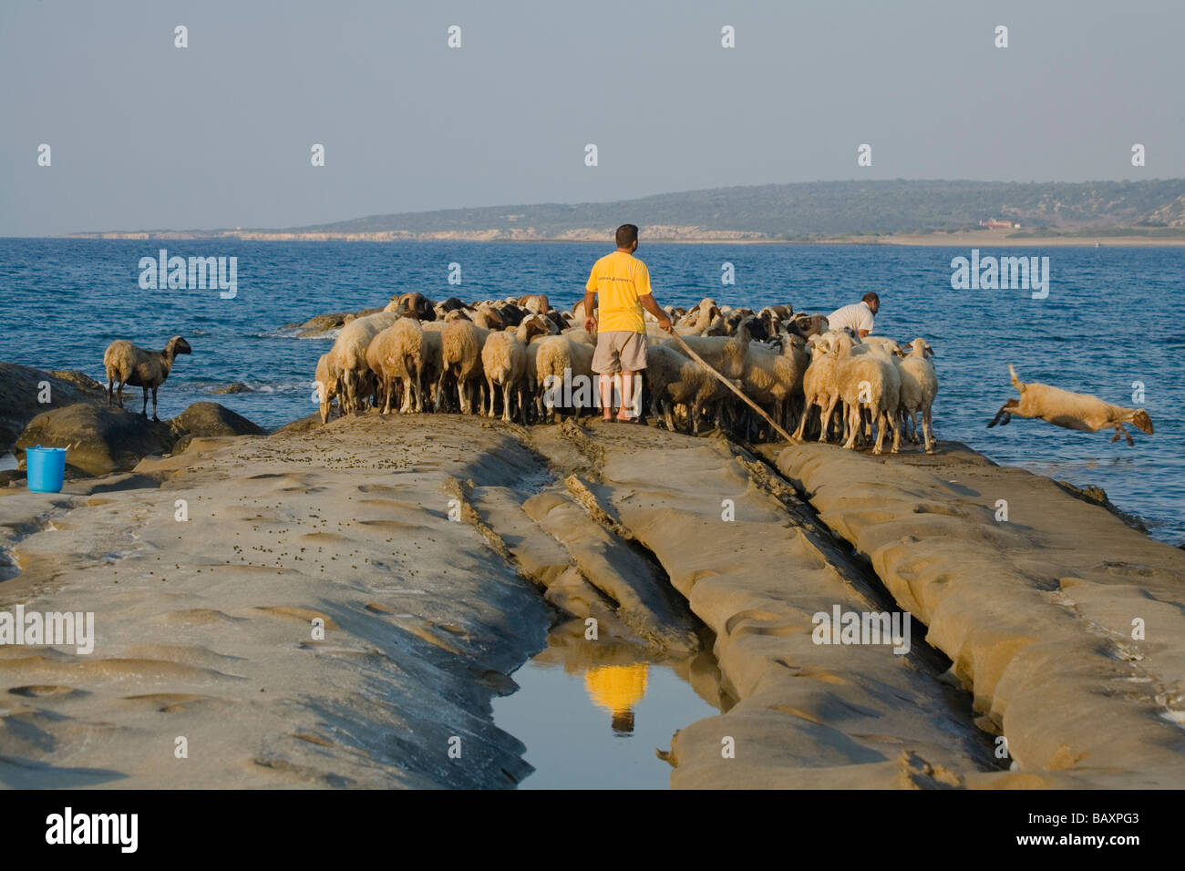 Flock of sheep at the coast near Dipkarpaz, near Rizokarpaso, Karpasia ...