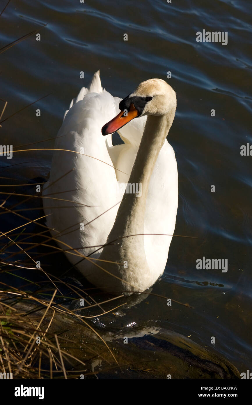 White Swan profile / behaviour Stock Photo - Alamy