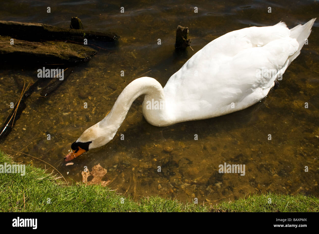 White Swan profile / behaviour Stock Photo - Alamy