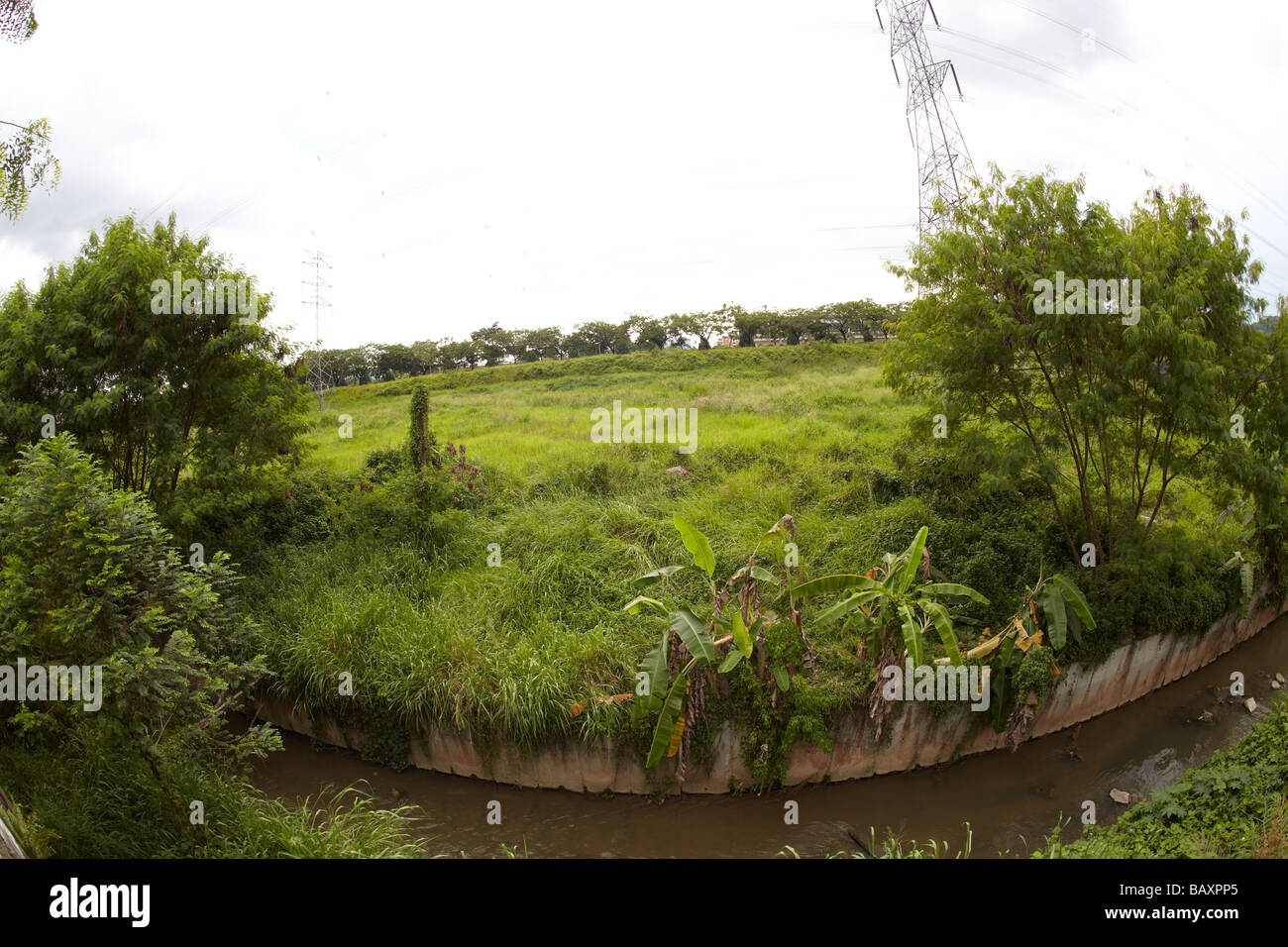 thick growth of grass Stock Photo - Alamy