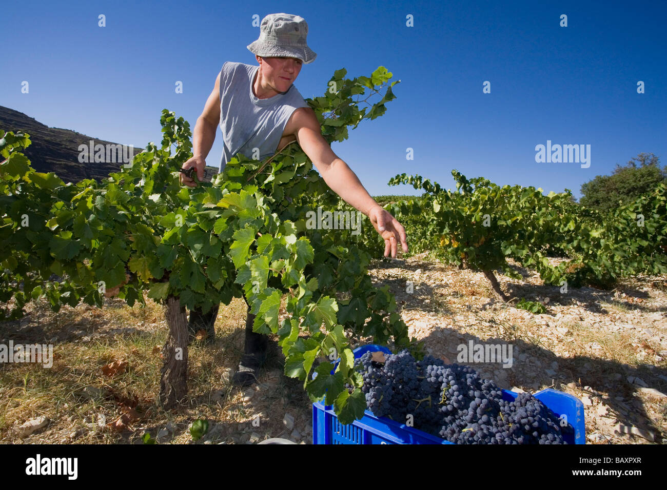 Picking grapes cyprus hi-res stock photography and images - Alamy
