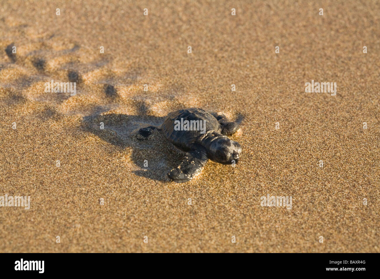 Baby Loggerhead Sea Turtle, Caretta caretta, running from its nest to ...