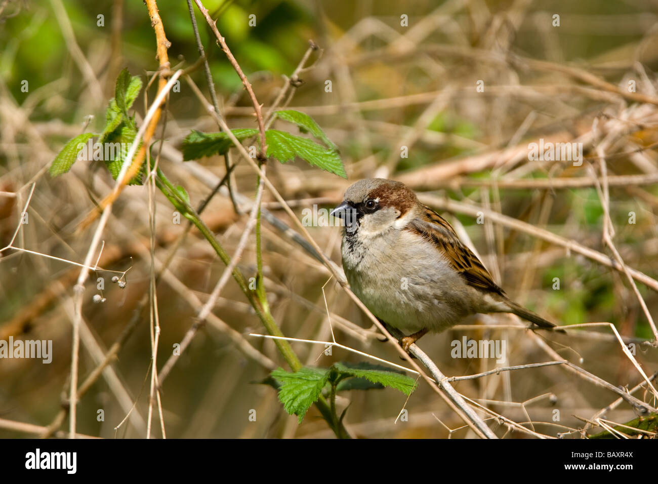 Tree sparrows england hi-res stock photography and images - Alamy