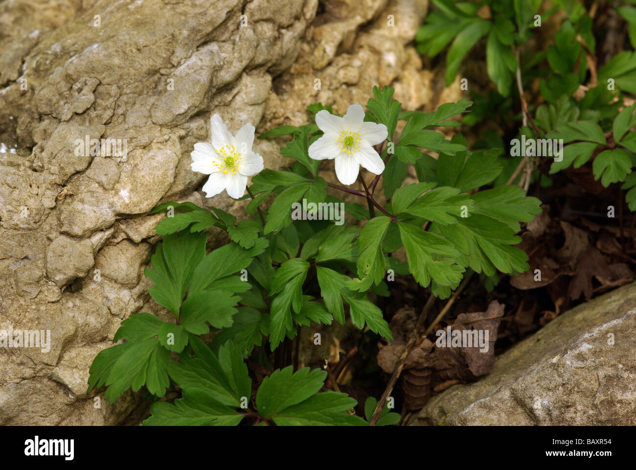 Wood anemone - Anemone nemorosa Stock Photo - Alamy