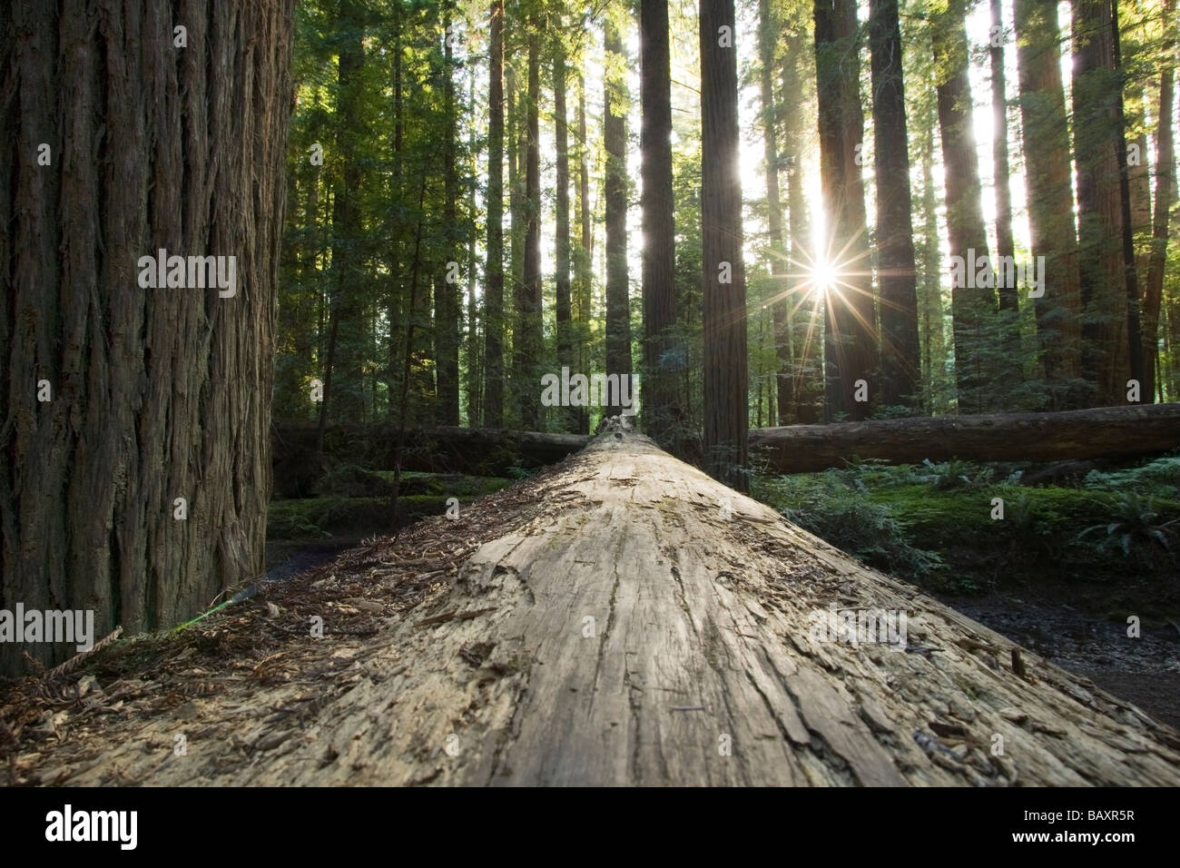 Fallen giant redwood tree in Humboldt Redwoods State Park, California ...