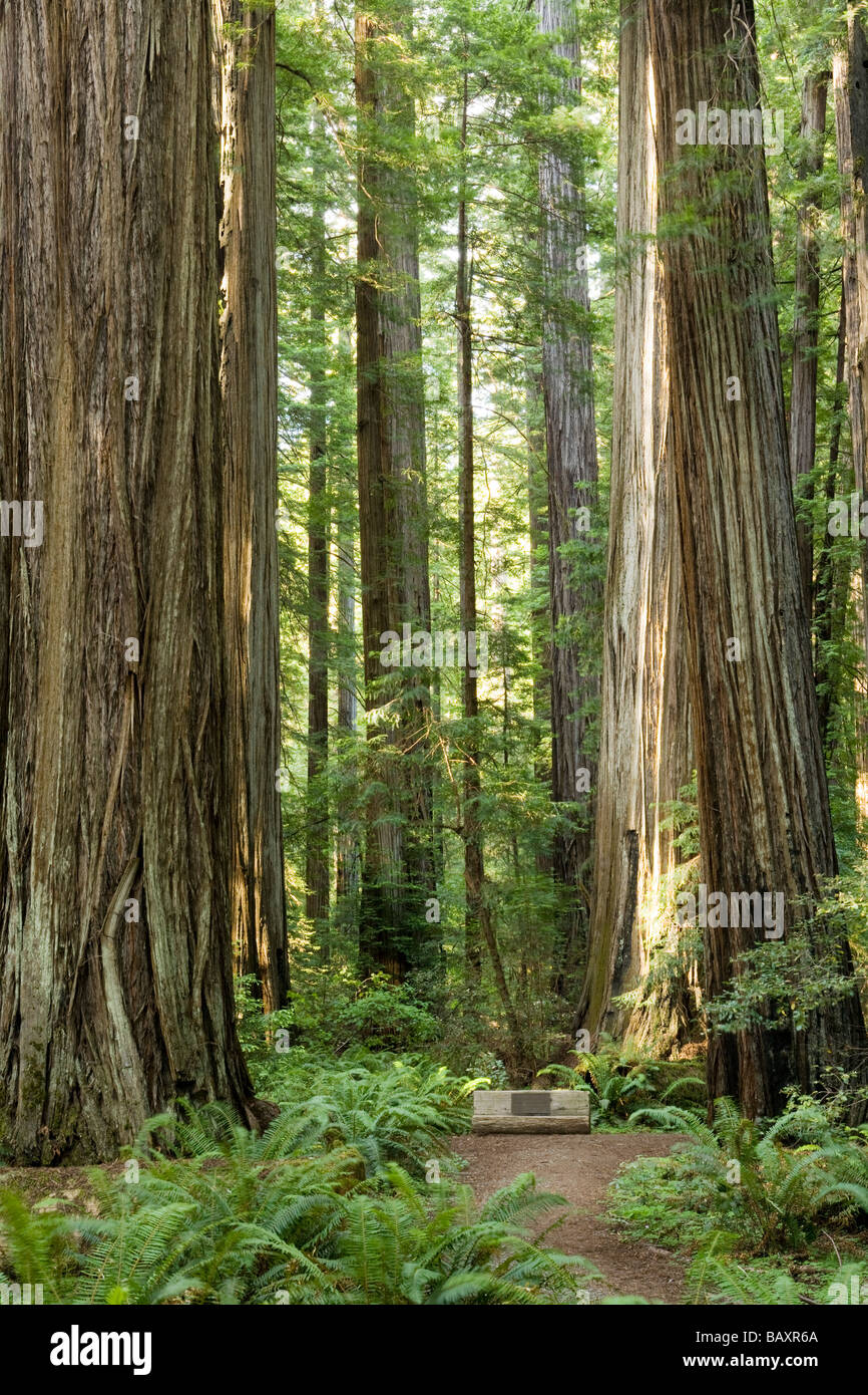 Avenue of the Giants / Rockefeller Forest - Humboldt Redwoods State ...