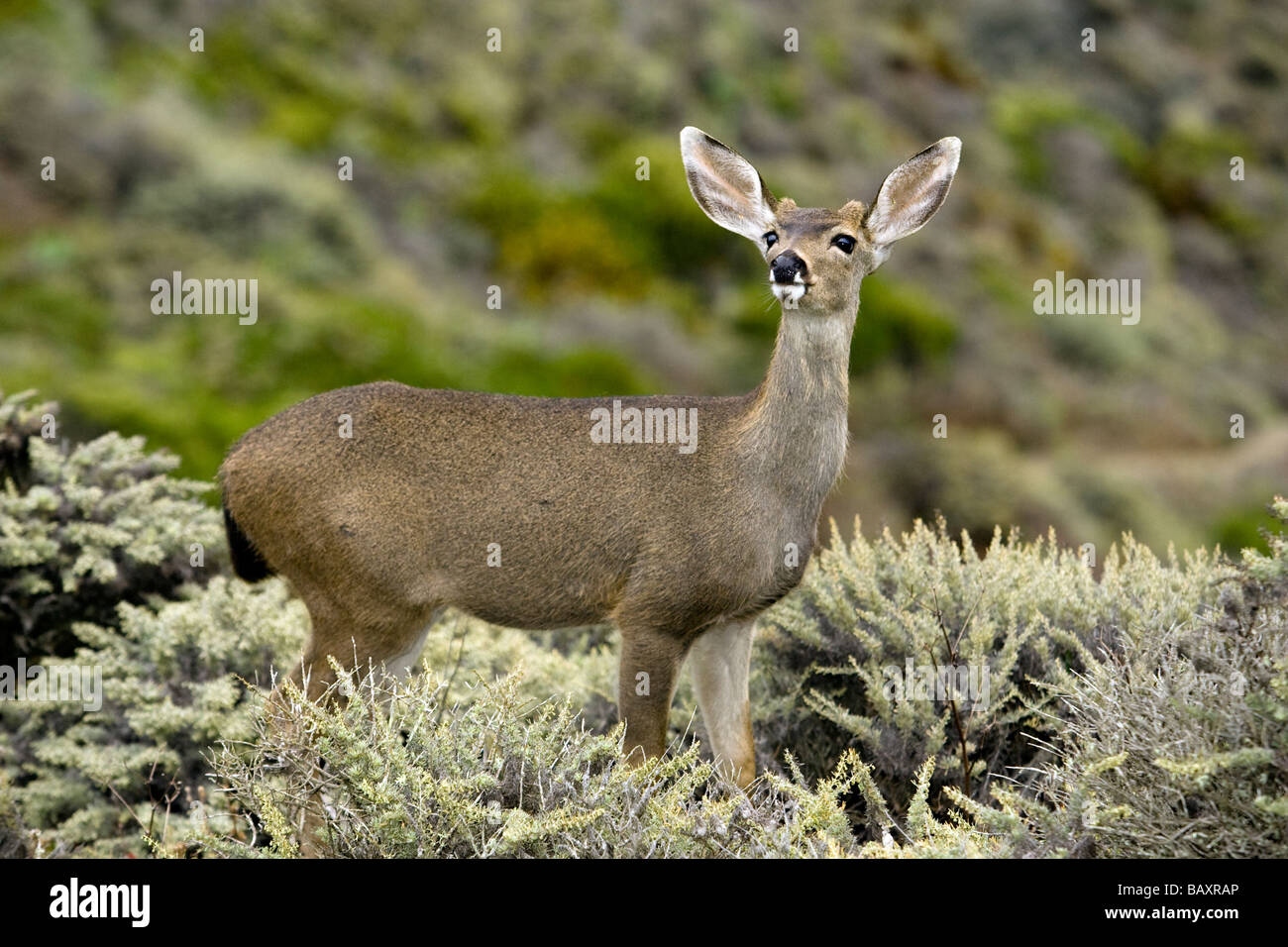 Mule Deer at Marin Headlands - near Sausalito, California Stock Photo ...