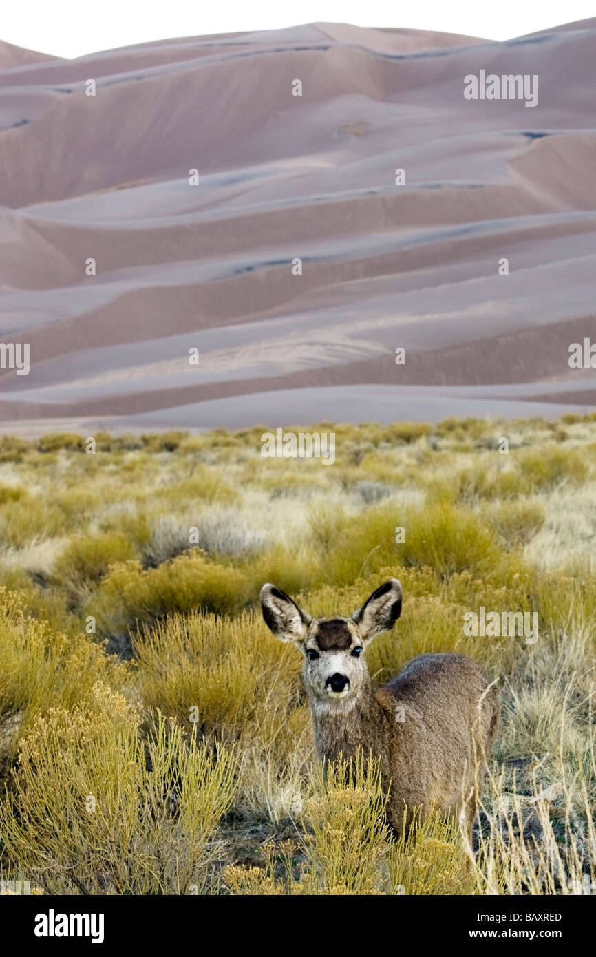 Mule Deer - Great Sand Dunes National Park and Preserve - near Mosca ...