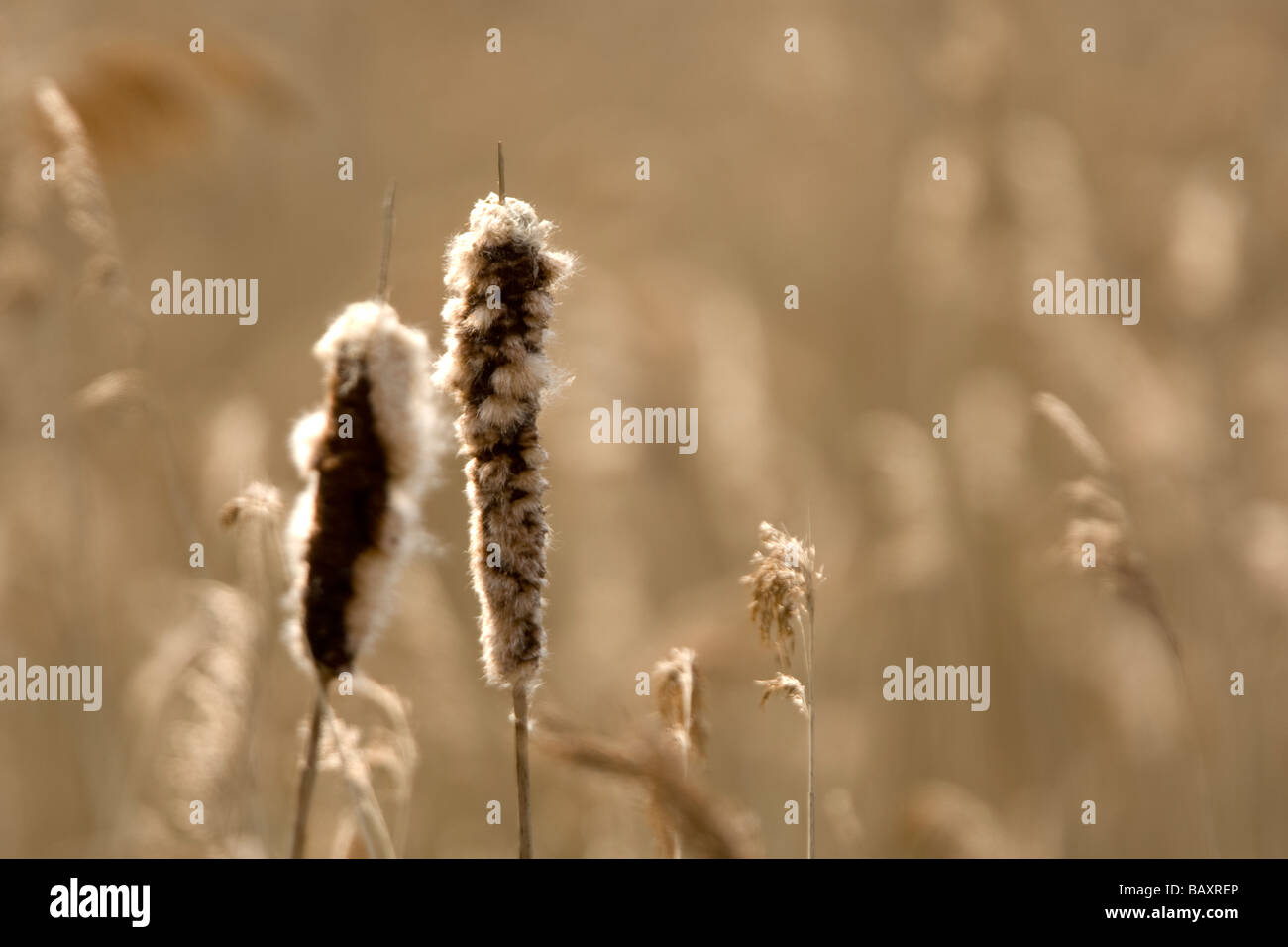 Bull rushes in hi-res stock photography and images - Alamy