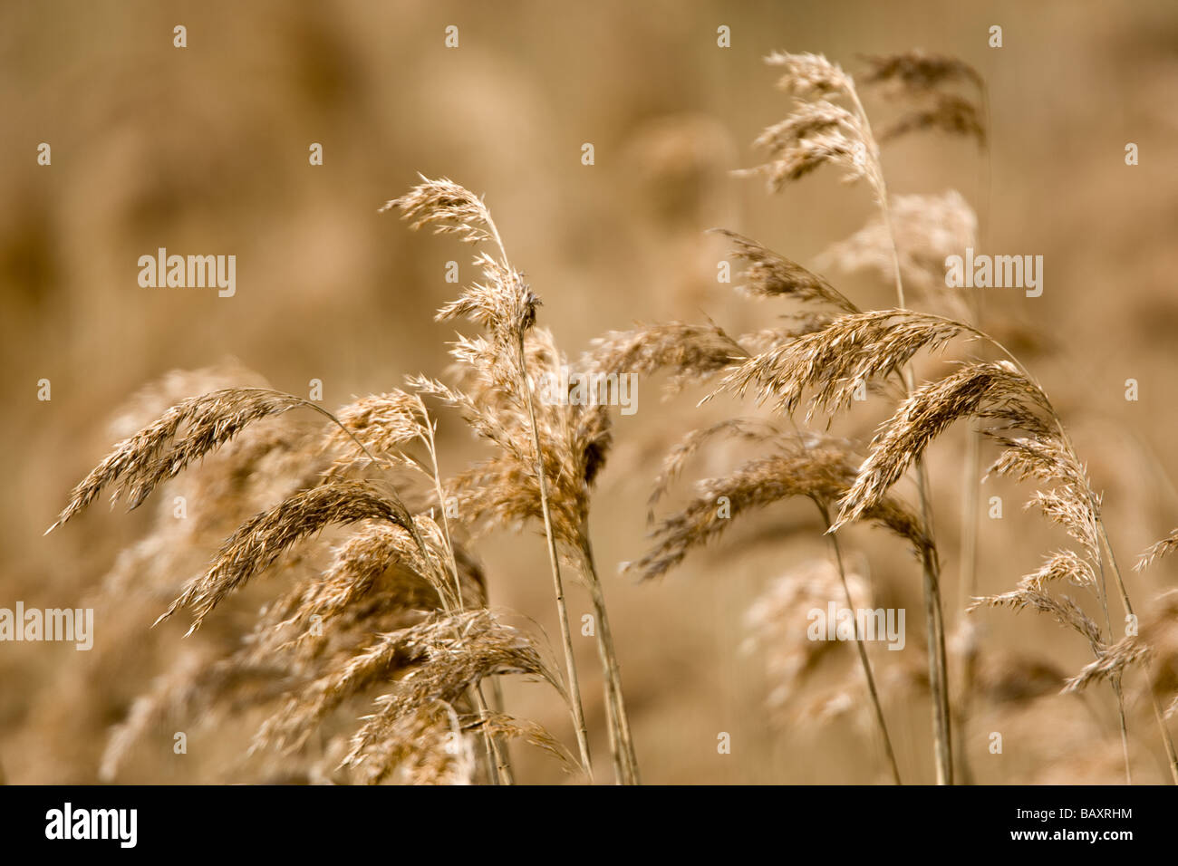 Wind blown grass hi-res stock photography and images - Alamy