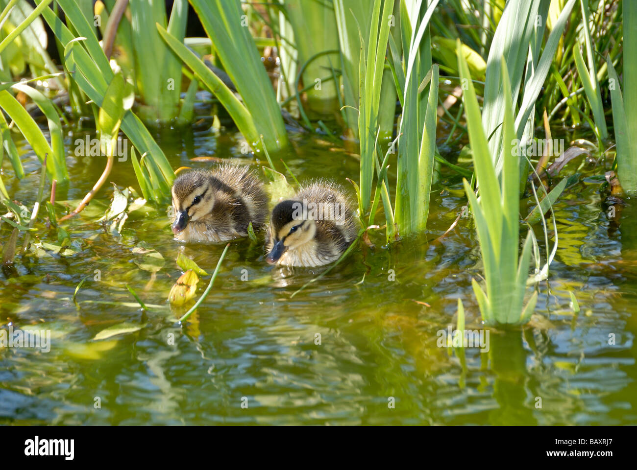 Ducks duck duckling ducklings hi-res stock photography and images - Alamy