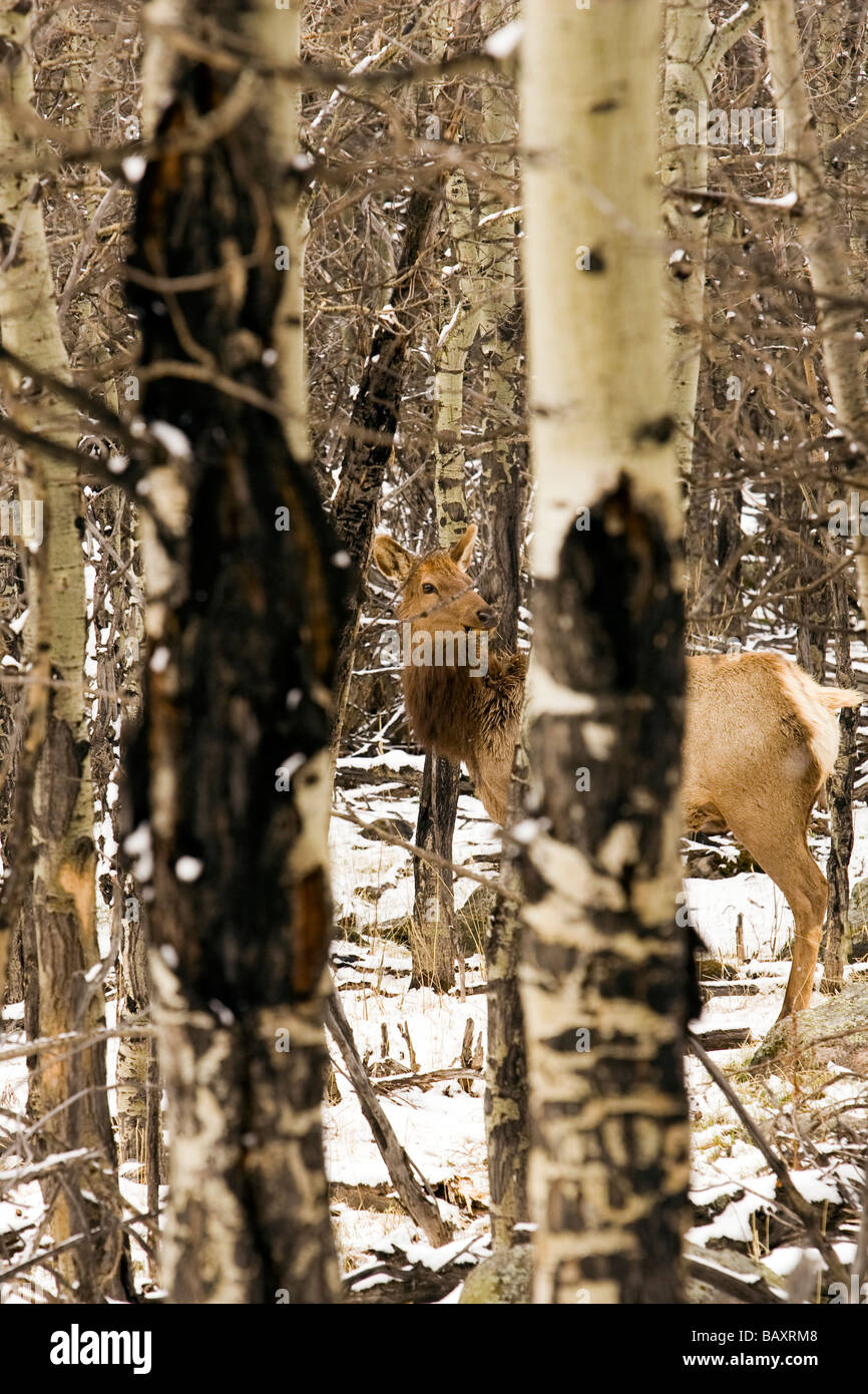 Elk through the trees - Rocky Mountain National Park - Estes Park ...