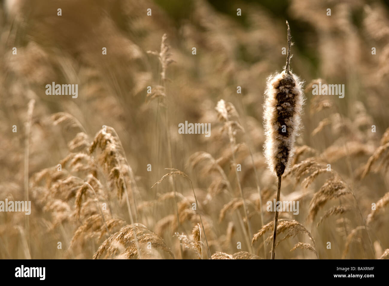 Bull Rush ( Typha latifolia ) in Marshland Stock Photo - Alamy