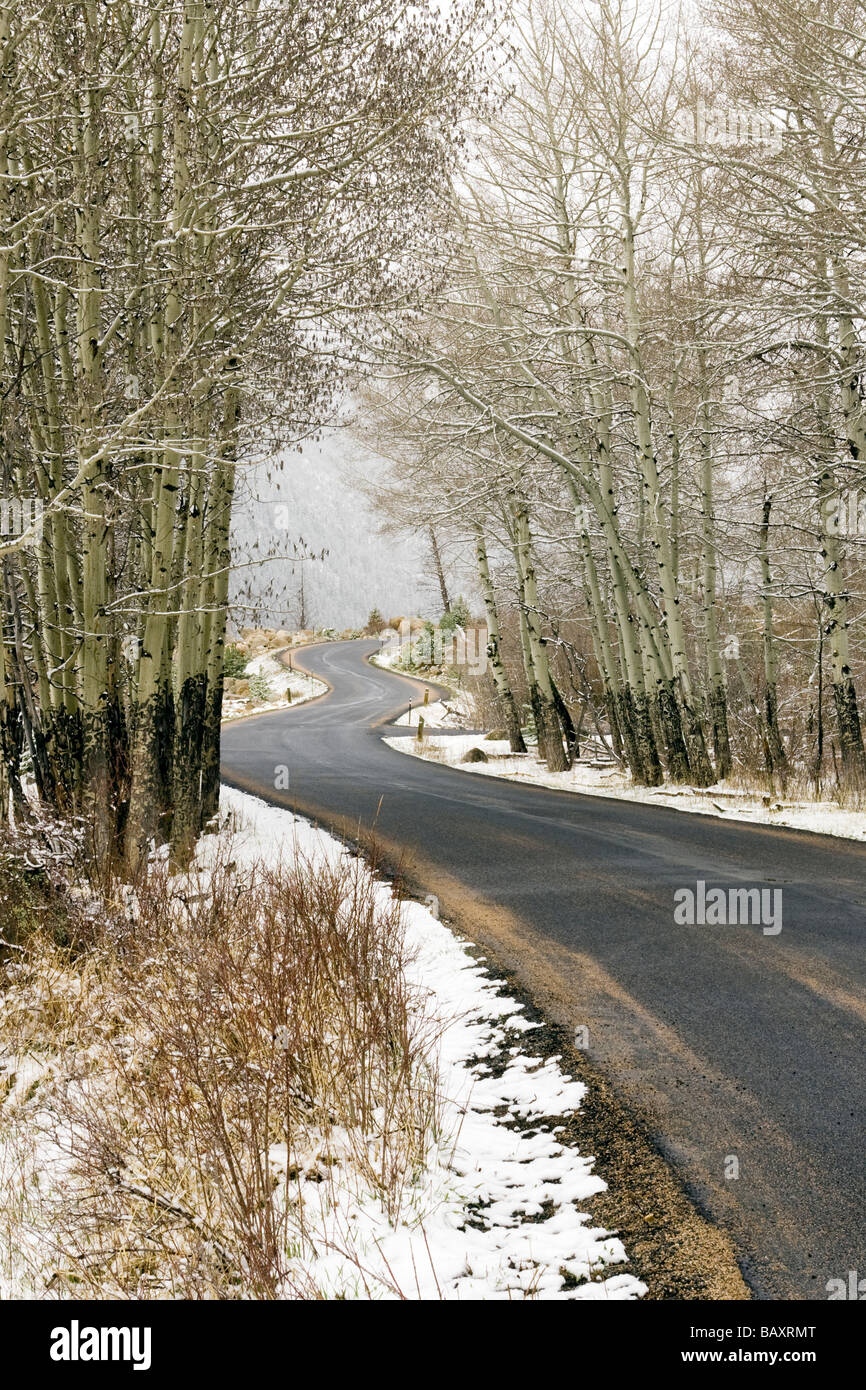 Snowy tree-lined road - Rocky Mountain National Park - Estes Park ...