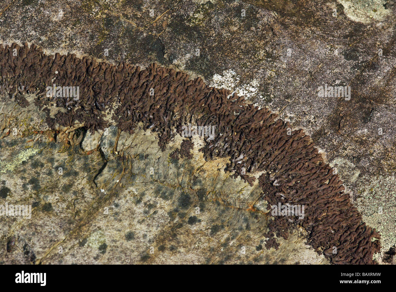 Anaptychia fusca hi-res stock photography and images - Alamy