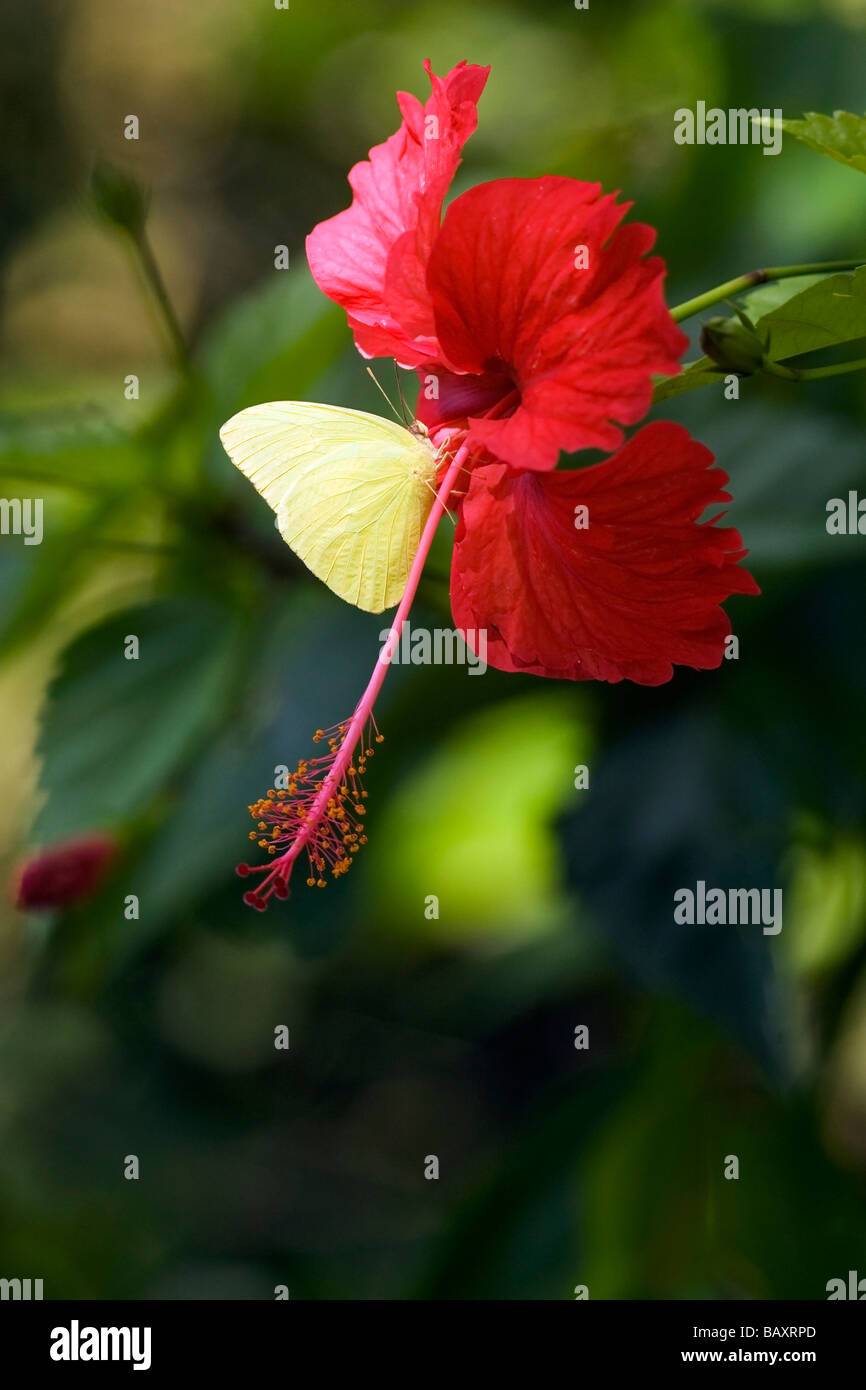 Yellow moth / butterfly on red hibiscus - Osa Peninsula, Costa Rica ...
