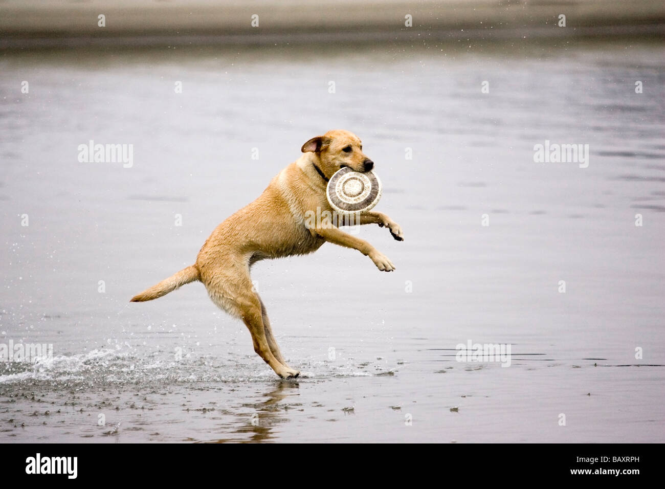 Dog catching frisbee in water - Mendocino, California Stock Photo - Alamy