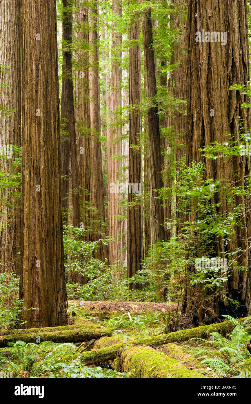 Redwood forest - Humboldt Redwoods State Park, California Stock Photo ...