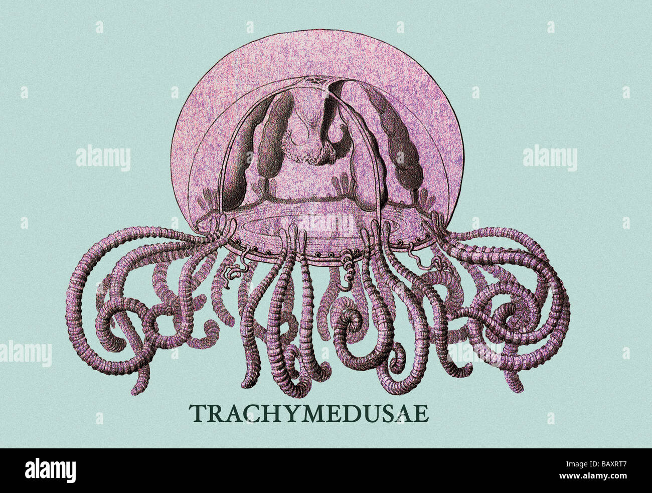 Jellyfish: Trachymedusae #1 Stock Photo - Alamy
