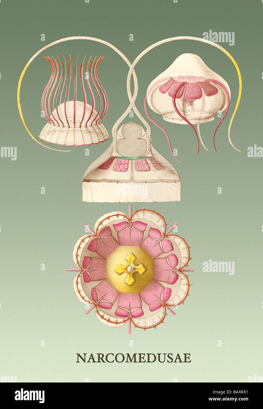 Narcomedusae hi-res stock photography and images - Alamy