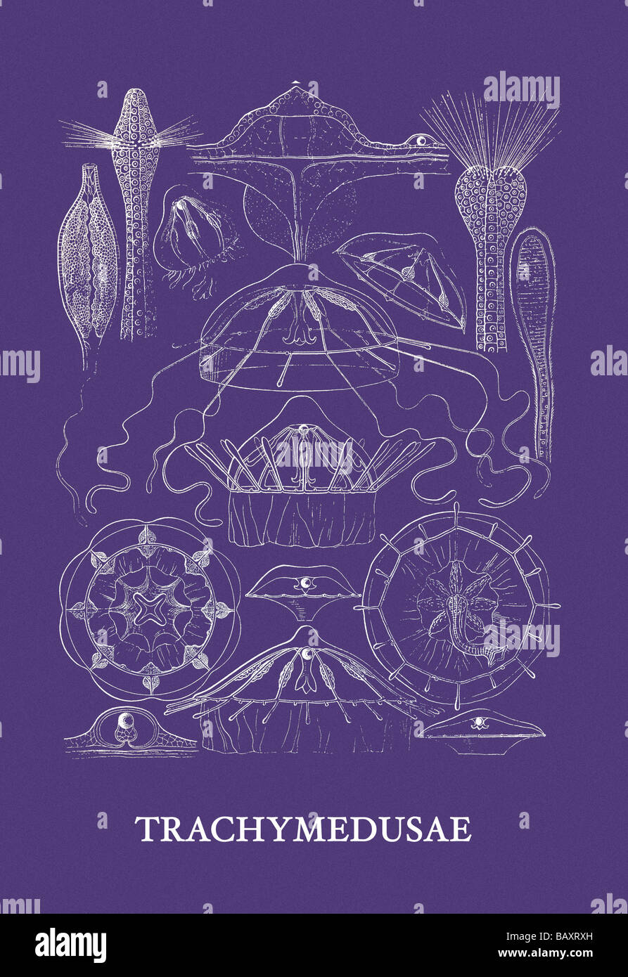 Jellyfish: Trachymedusae #2 Stock Photo - Alamy