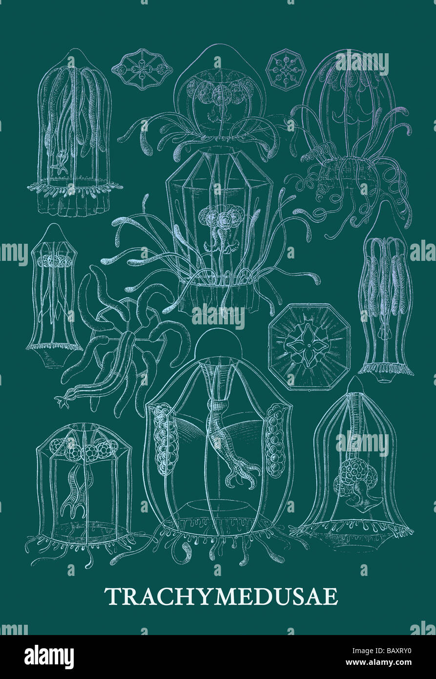 Jellyfish: Trachymedusae #3 Stock Photo - Alamy