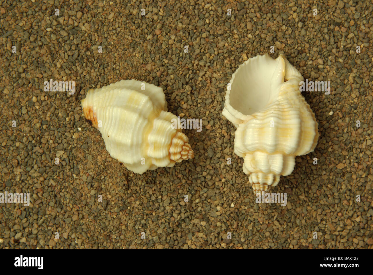 Cantharus hi-res stock photography and images - Alamy